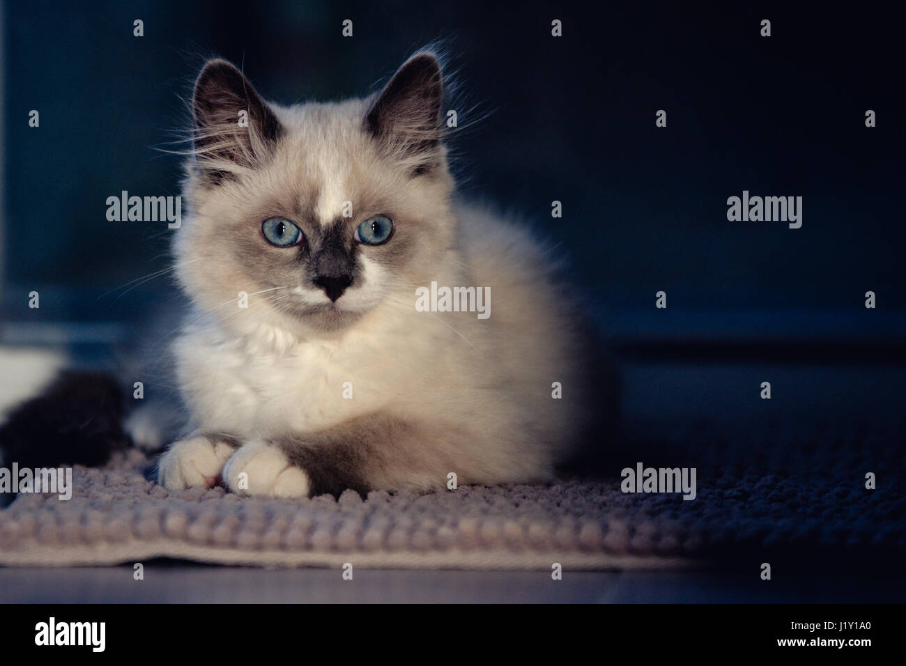 Lovely Ragdoll blue-eyed cat neatly lying on a rug and looking straight ...