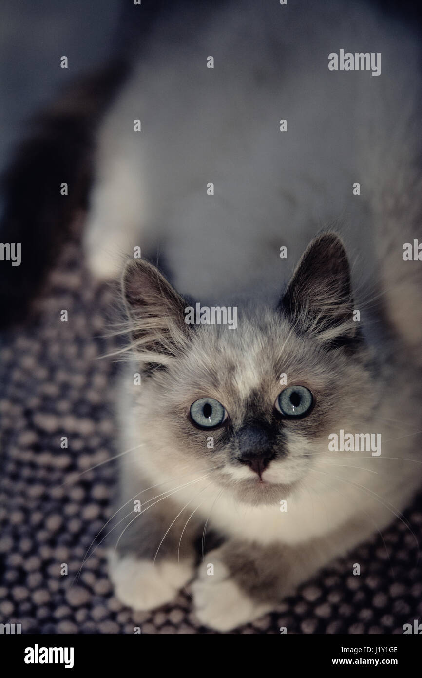 Lovely Ragdoll blue-eyed cat neatly lying on a rug and looking up into ...
