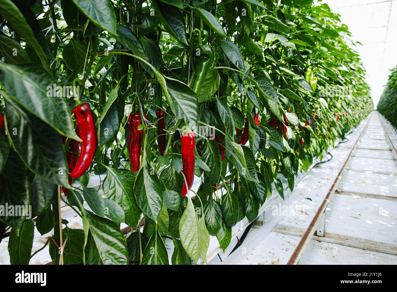 Tasty organic sweet paprika plants growth in big Dutch greenhouse ...