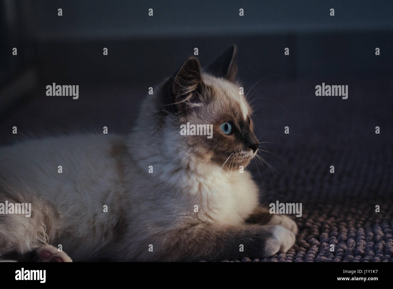 Lovely Ragdoll blue-eyed cat neatly lying on a rug and looking straight ...