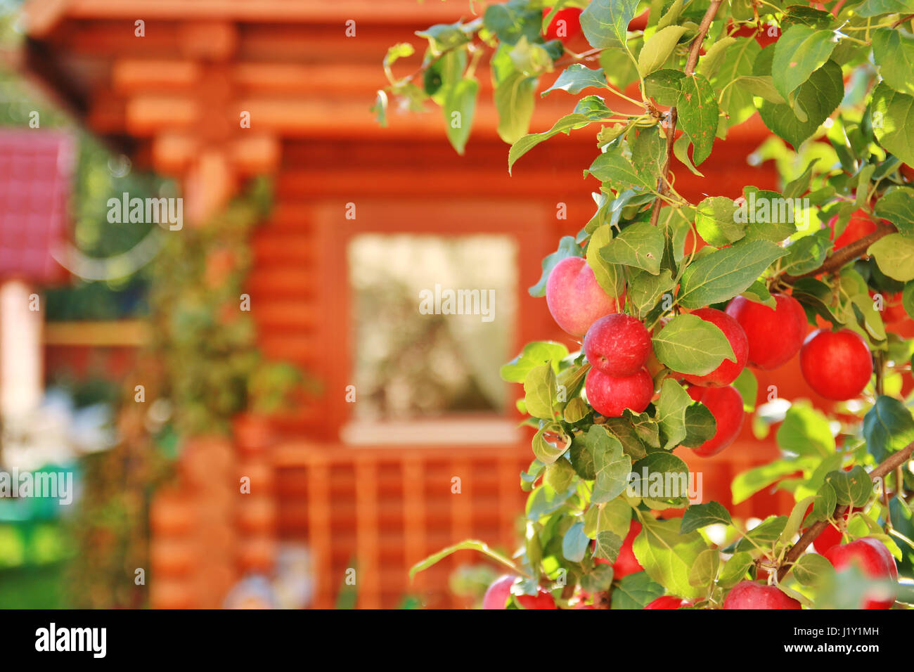 Apple tree and a red wooden house Stock Photo - Alamy