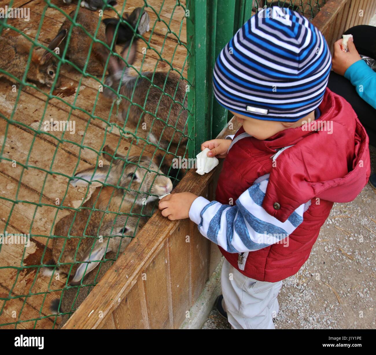 Cute Little boy feeding rabbits in farm Stock Photo - Alamy
