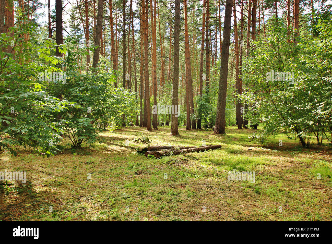 Sunlight in deep wild forest in Russia Stock Photo - Alamy