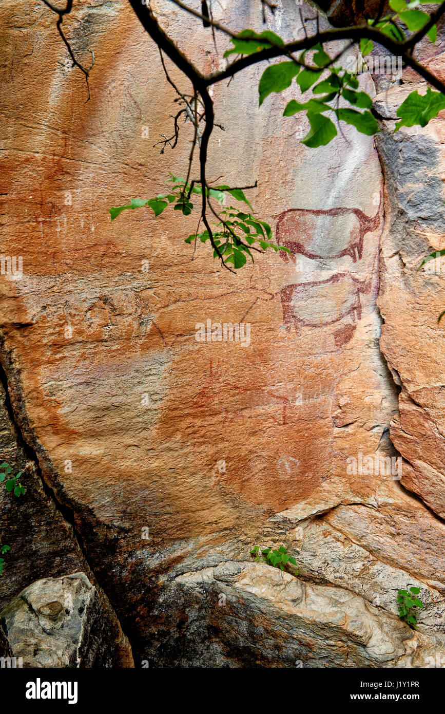 Rhinos and a cow-like figure, Rock art, ancient San paintings, Tsodilo ...