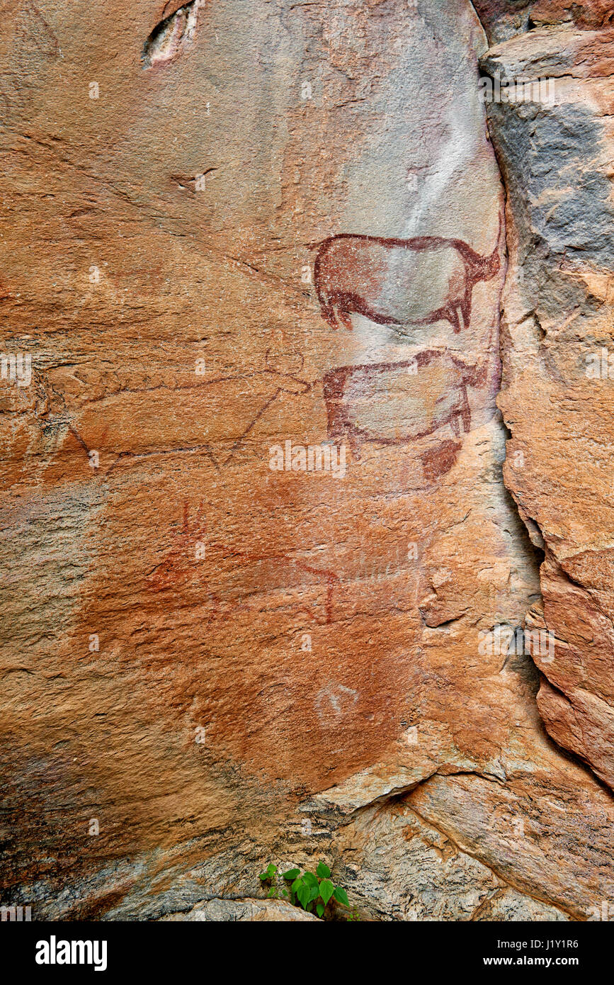 Rhinos and a cow-like figure, Rock art, ancient San paintings, Tsodilo ...