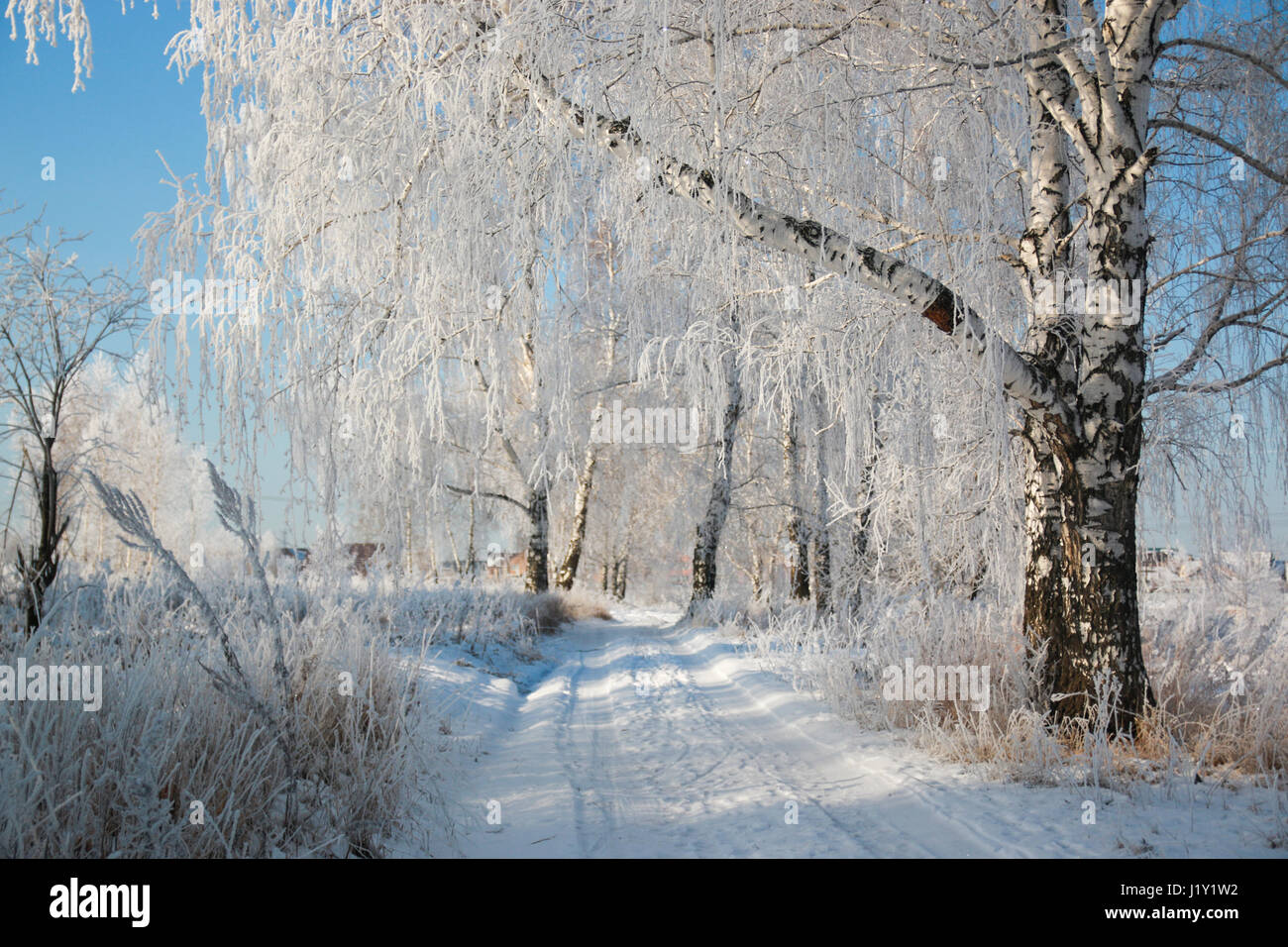 Snowy Trees and snow in winter, Siberia, Russia Stock Photo - Alamy