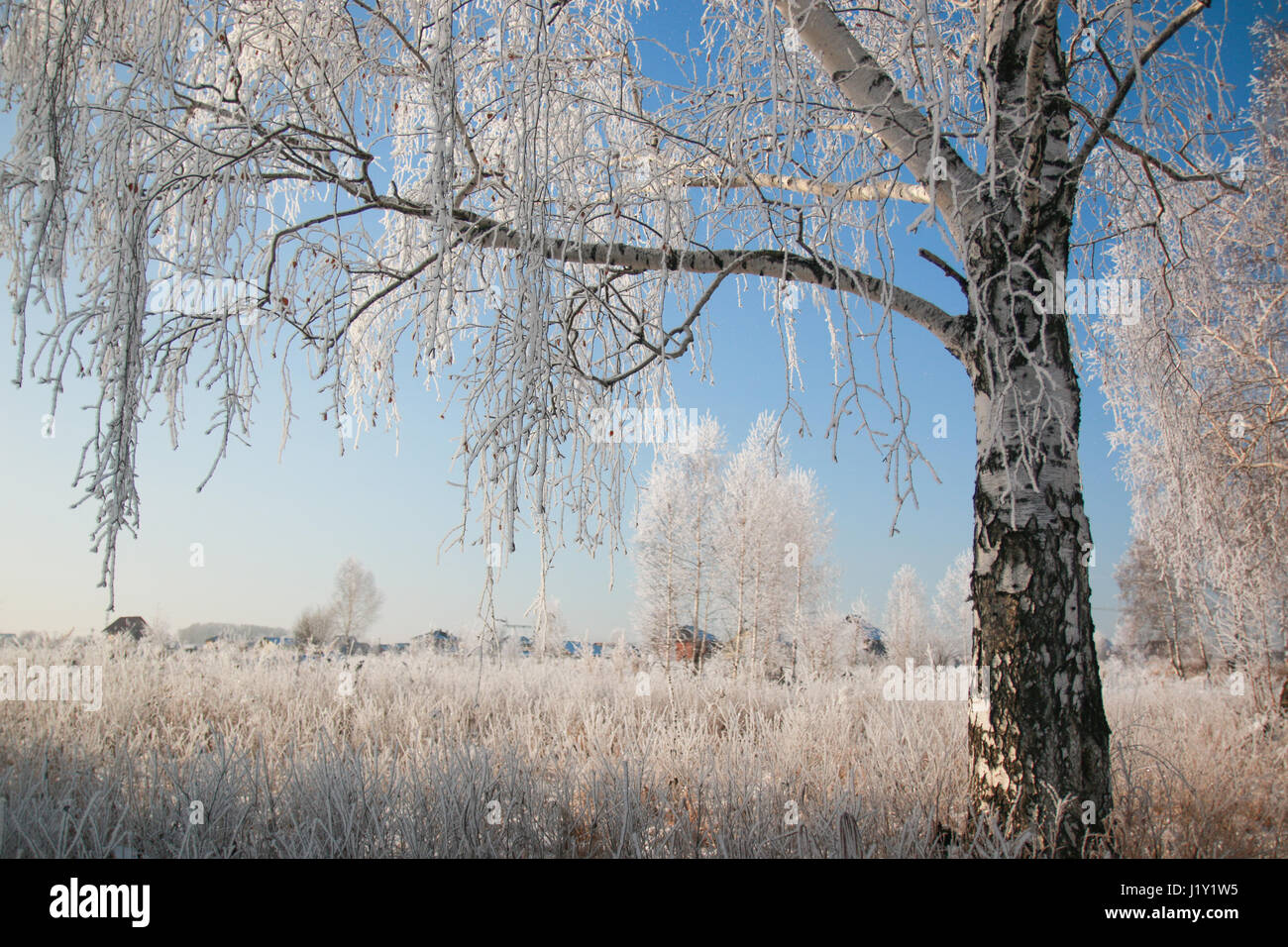 Snowy Trees and snow in winter, Siberia, Russia Stock Photo - Alamy