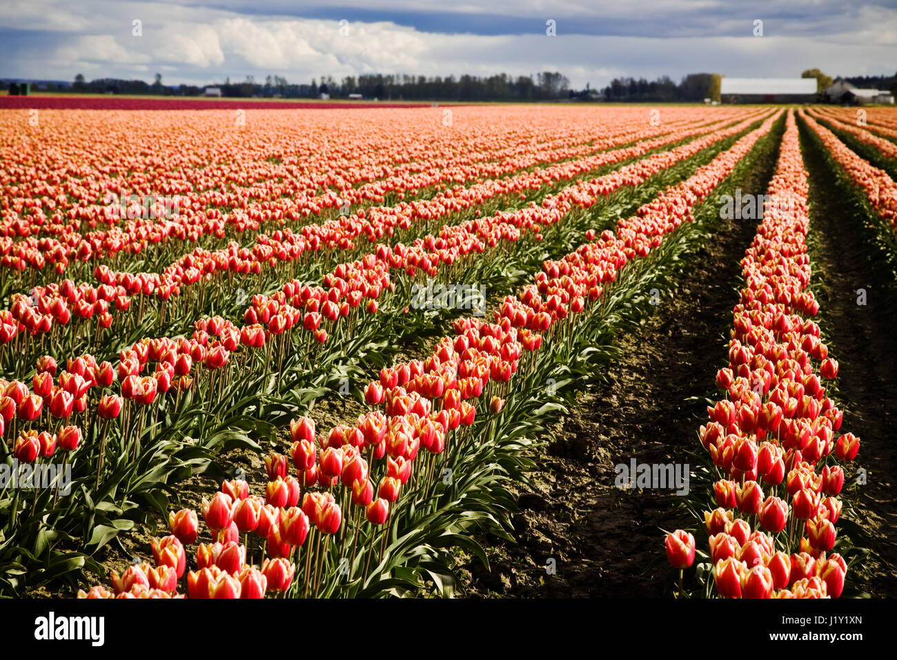 Rows of beautiful orange tulips at a tulip farm Stock Photo - Alamy