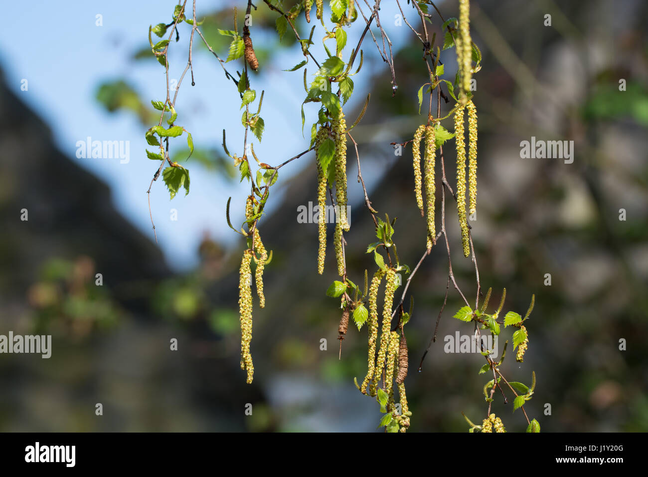 Seasonal allergy - birch tree blossom, pollen and buds Stock Photo - Alamy