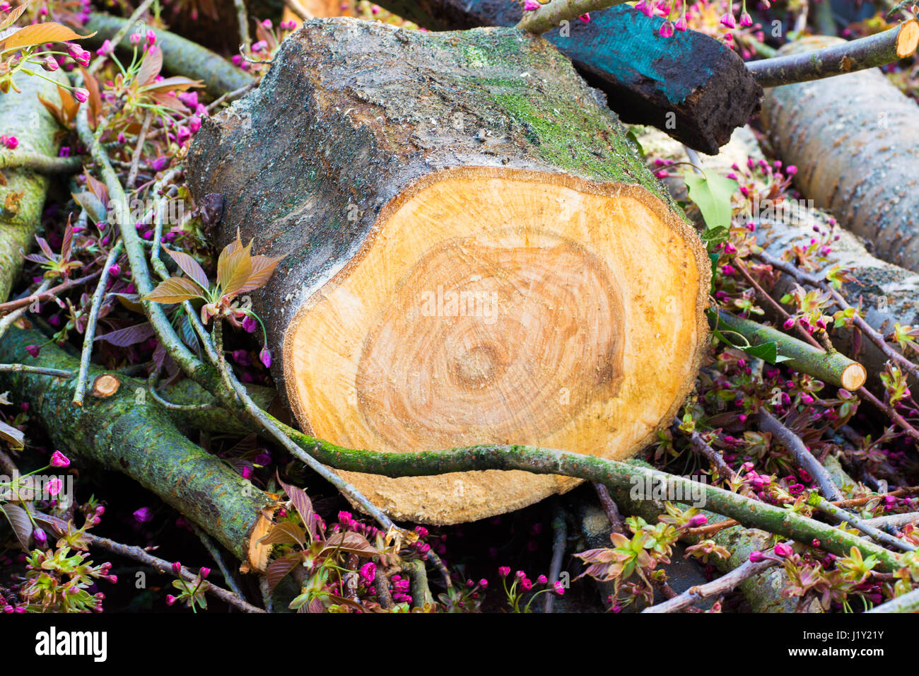 Cherry wood cross section hi-res stock photography and images - Alamy