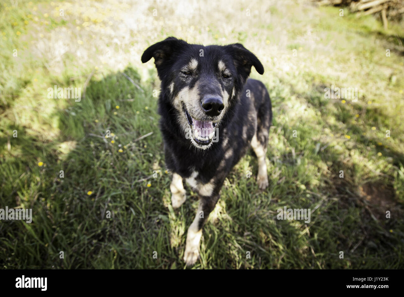 Happy dog, detail of a happy dog, pet Stock Photo - Alamy