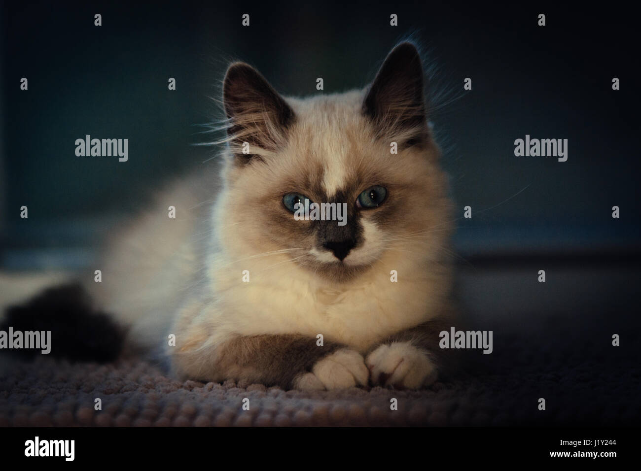 Lovely Ragdoll blue-eyed cat neatly lying on a rug and looking straight ...