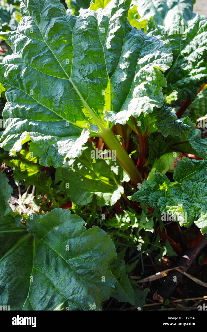 Rhubarb plant growing in the garden Stock Photo - Alamy