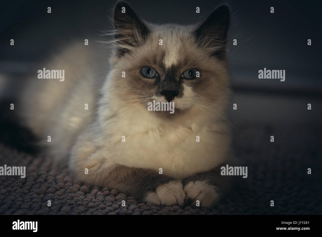 Lovely Ragdoll blue-eyed cat neatly lying on a rug and looking straight ...