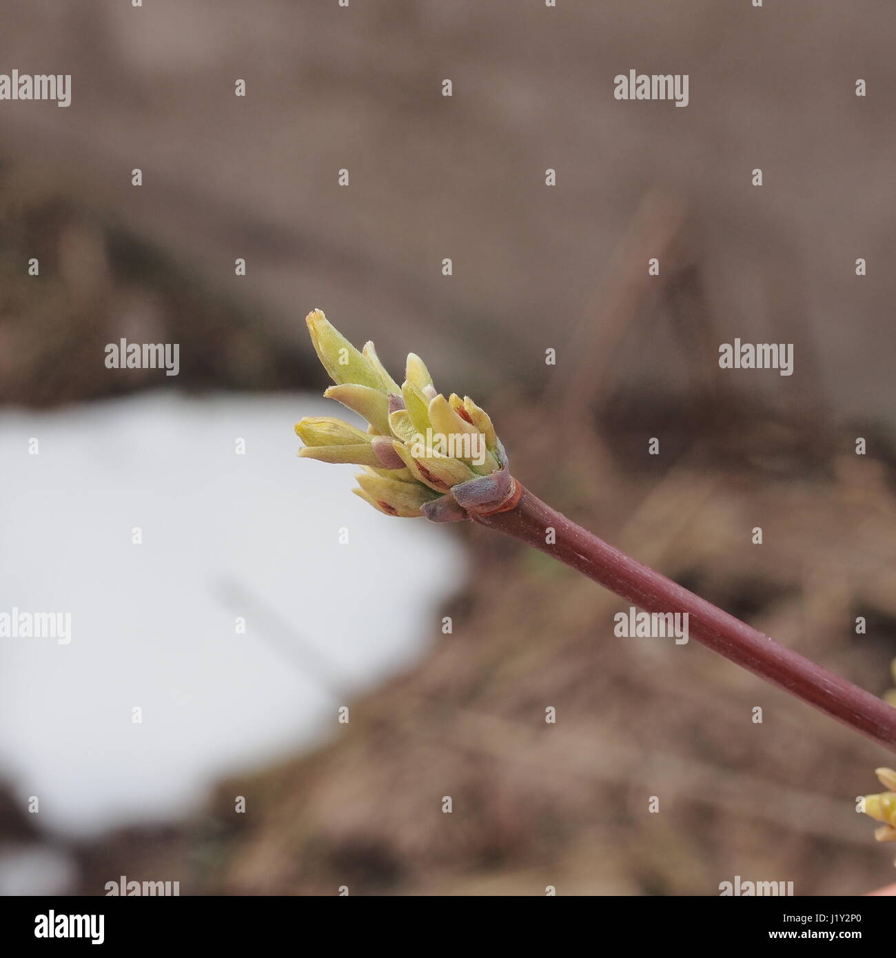 Blossoming buds of the plant. The trees in the spring. Macro Stock ...