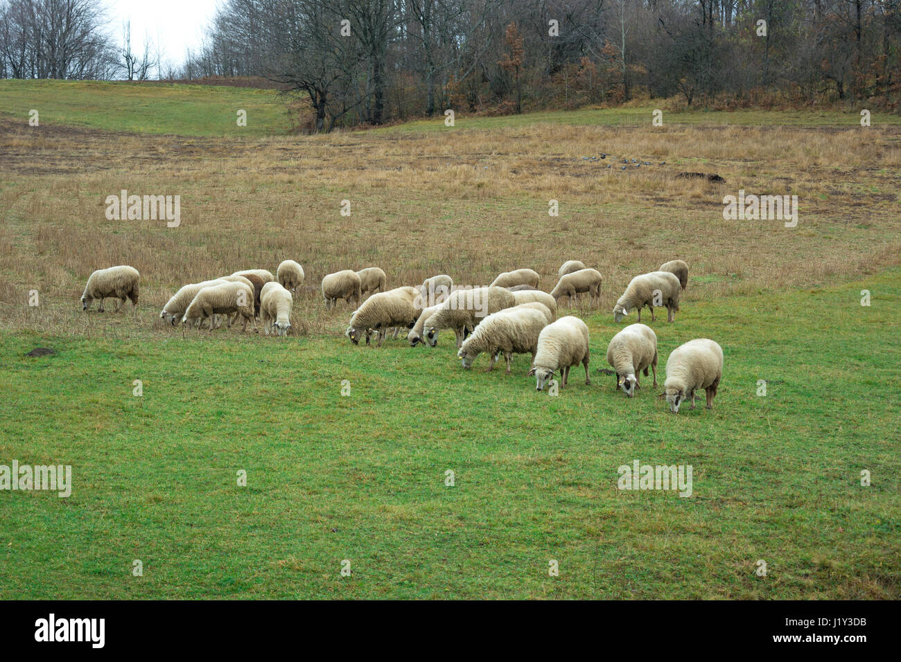 Sheep landscapes hi-res stock photography and images - Alamy