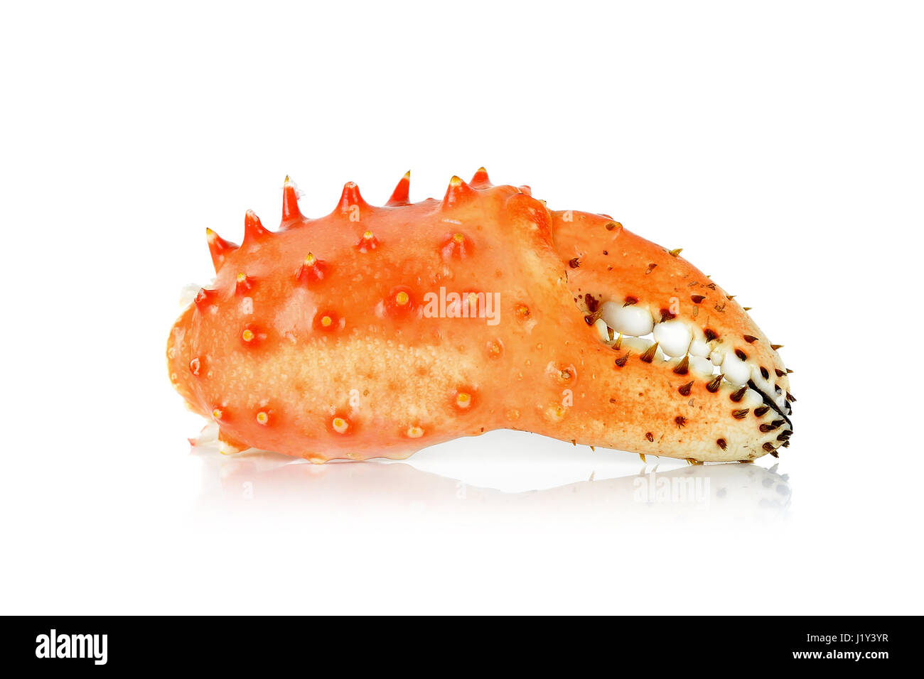 claw Alaskan king carb in isolated white background Stock Photo - Alamy