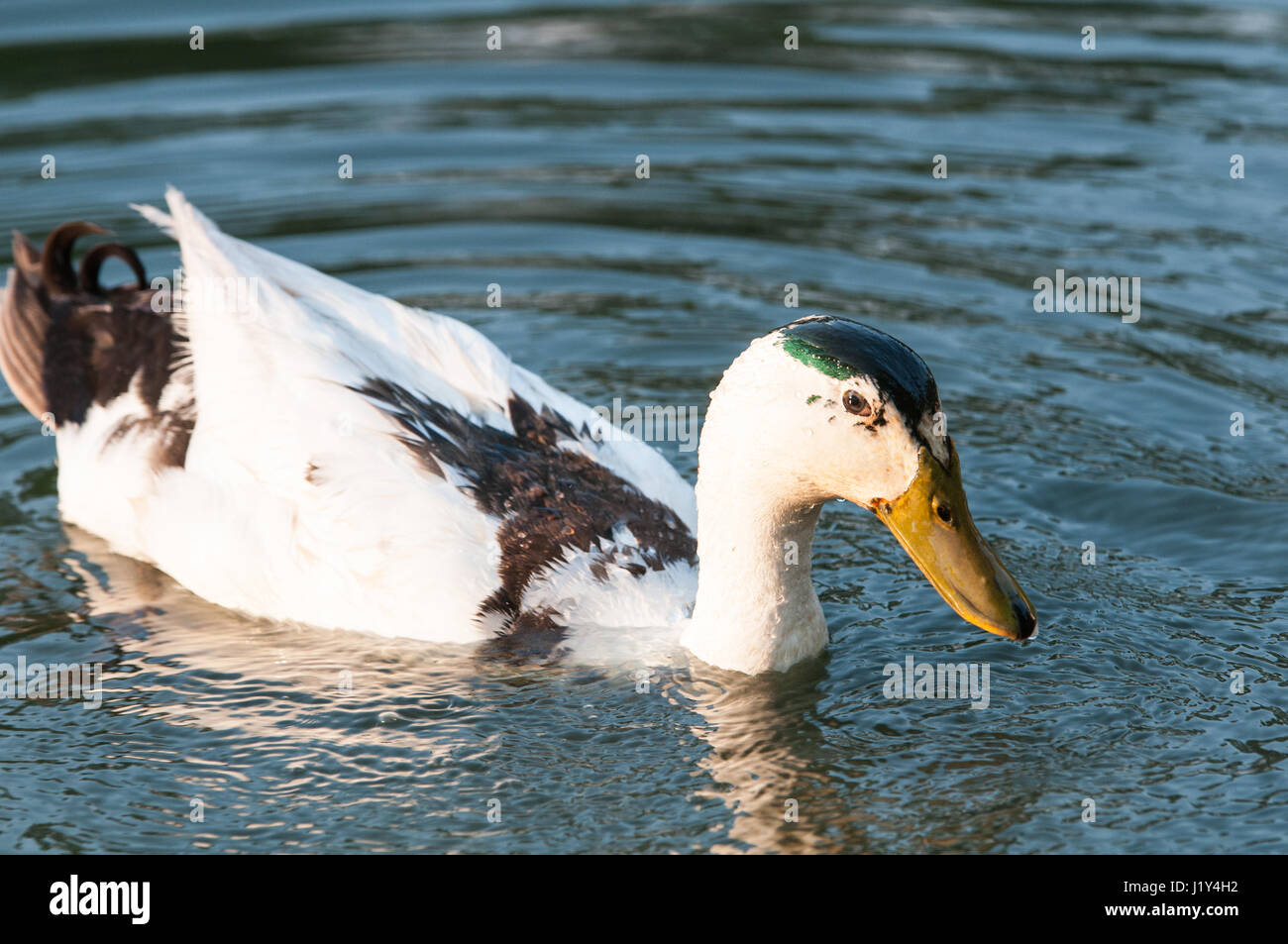 Duck swimming on water, close-up Stock Photo - Alamy