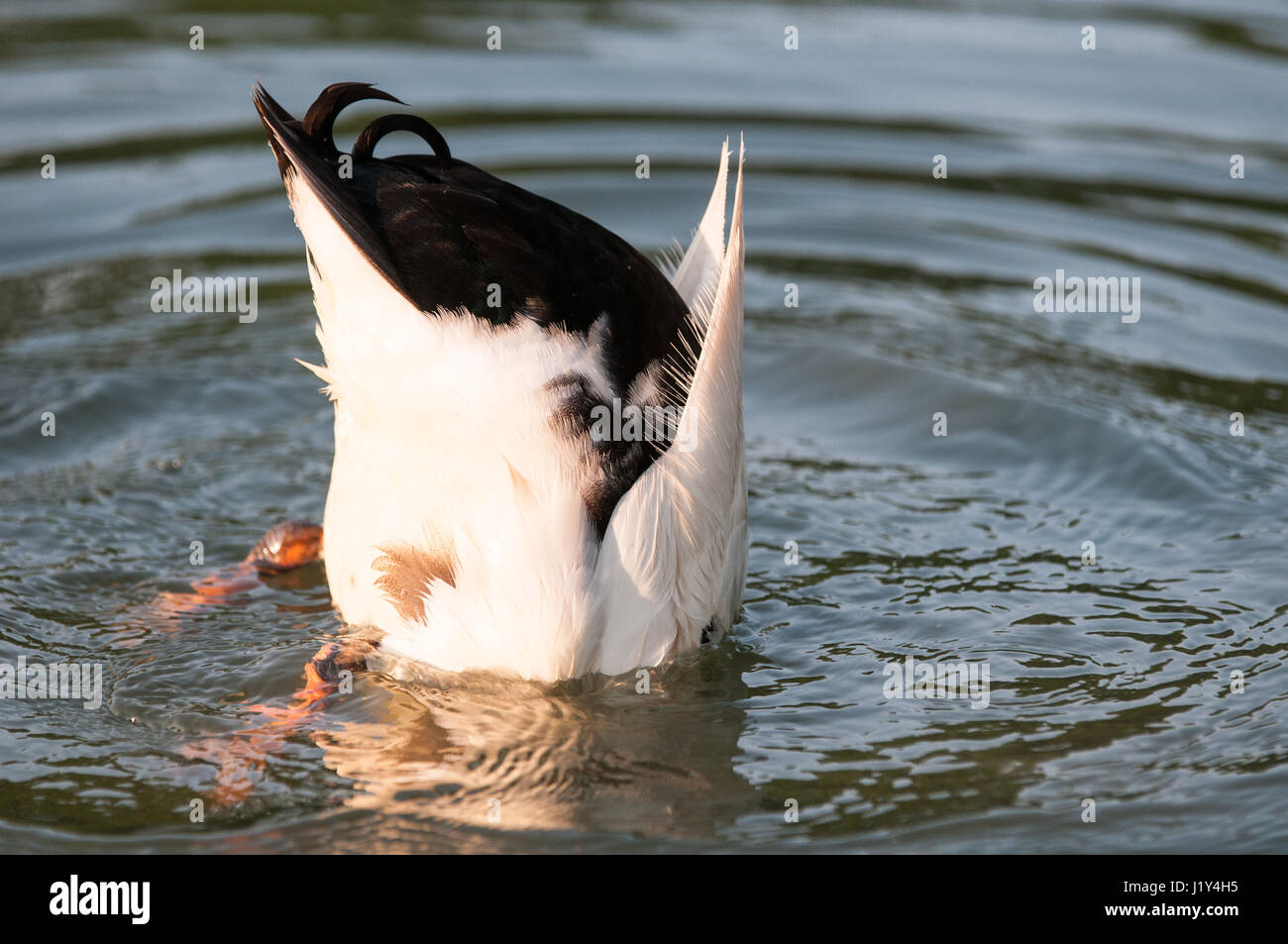 Underwater close up hi-res stock photography and images - Alamy