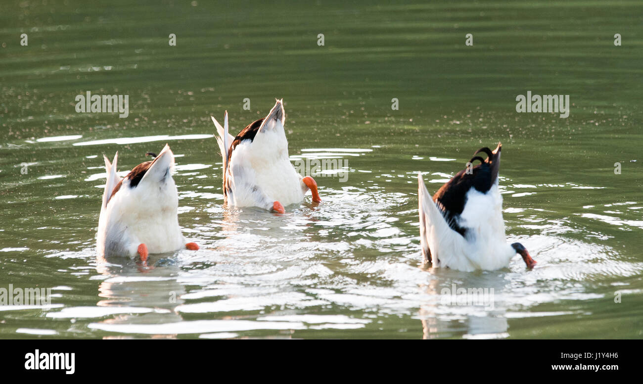 Three duck with heads underwater Stock Photo - Alamy