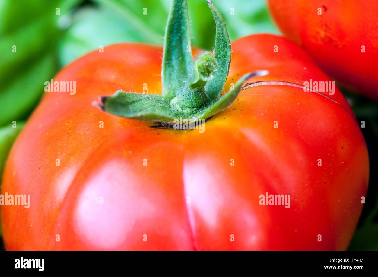 Fresh tomatoes, close-up Stock Photo - Alamy