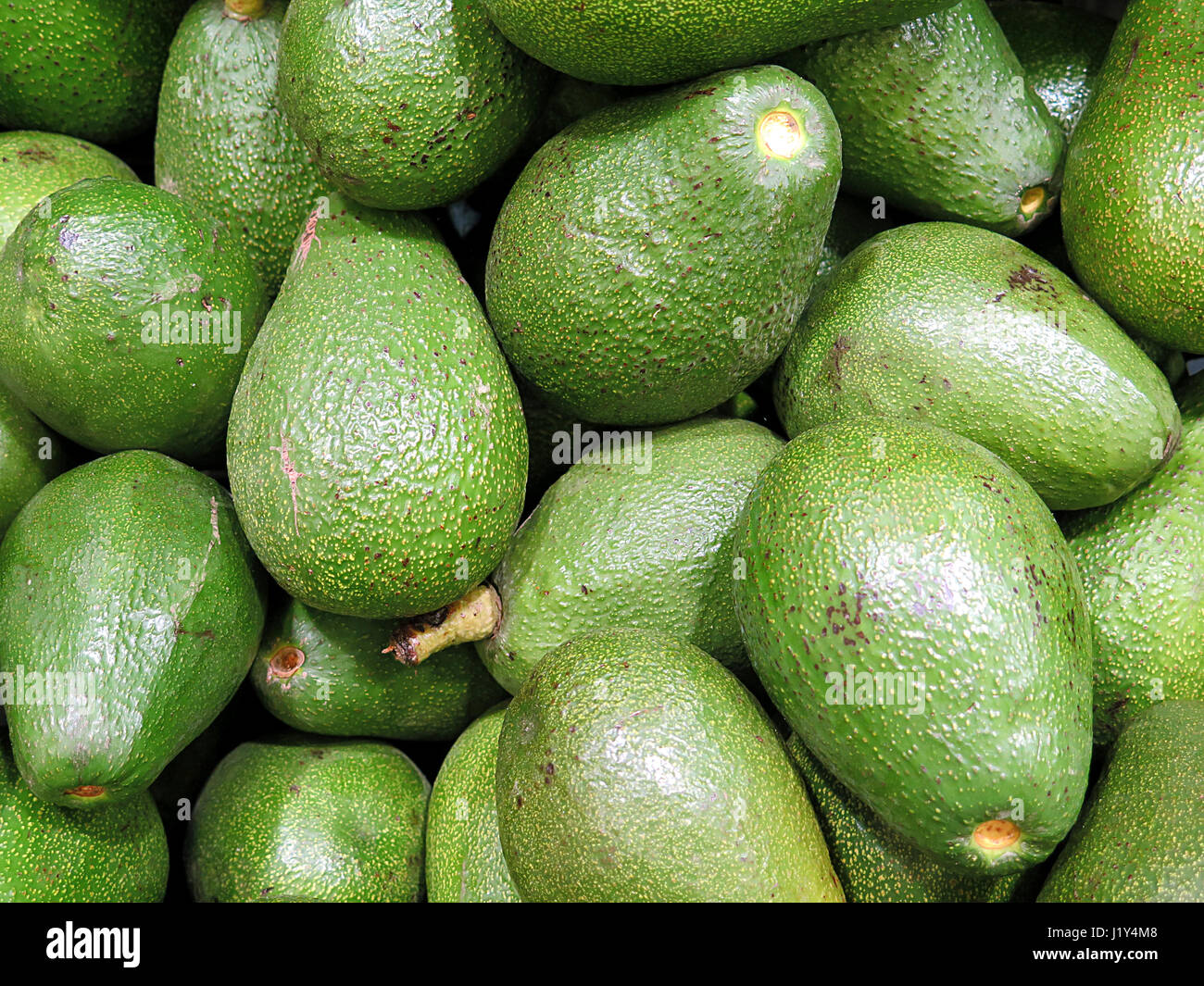 Many avocado hi-res stock photography and images - Alamy