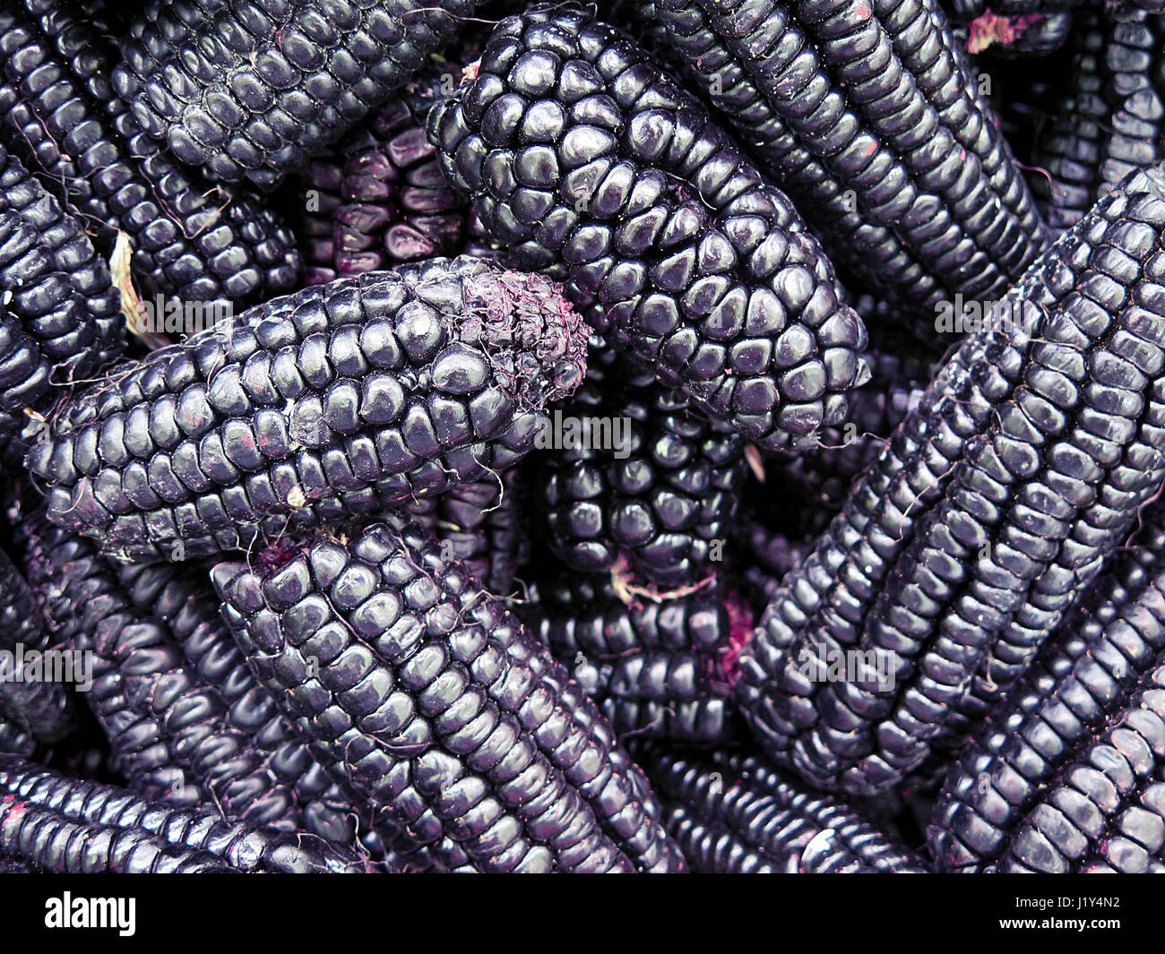 pile of Peruvian purple corn background Stock Photo - Alamy