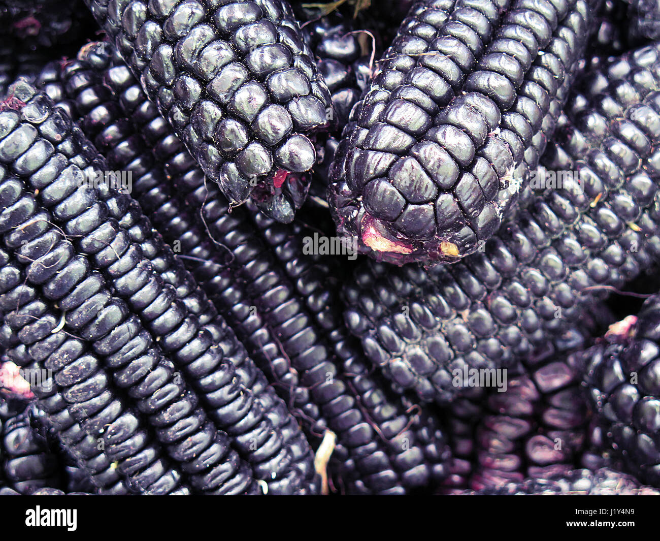 pile of Peruvian purple corn background Stock Photo - Alamy