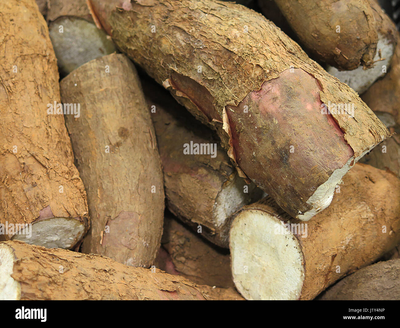 Cassava root cross section hi-res stock photography and images - Alamy
