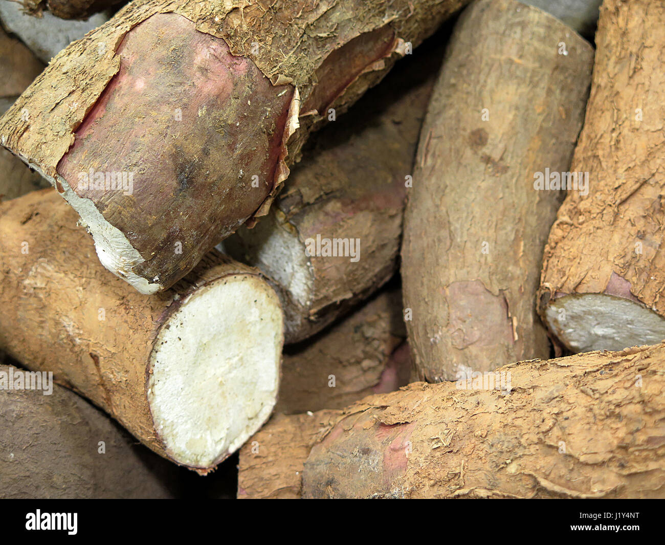 Cassava root cross section hi-res stock photography and images - Alamy