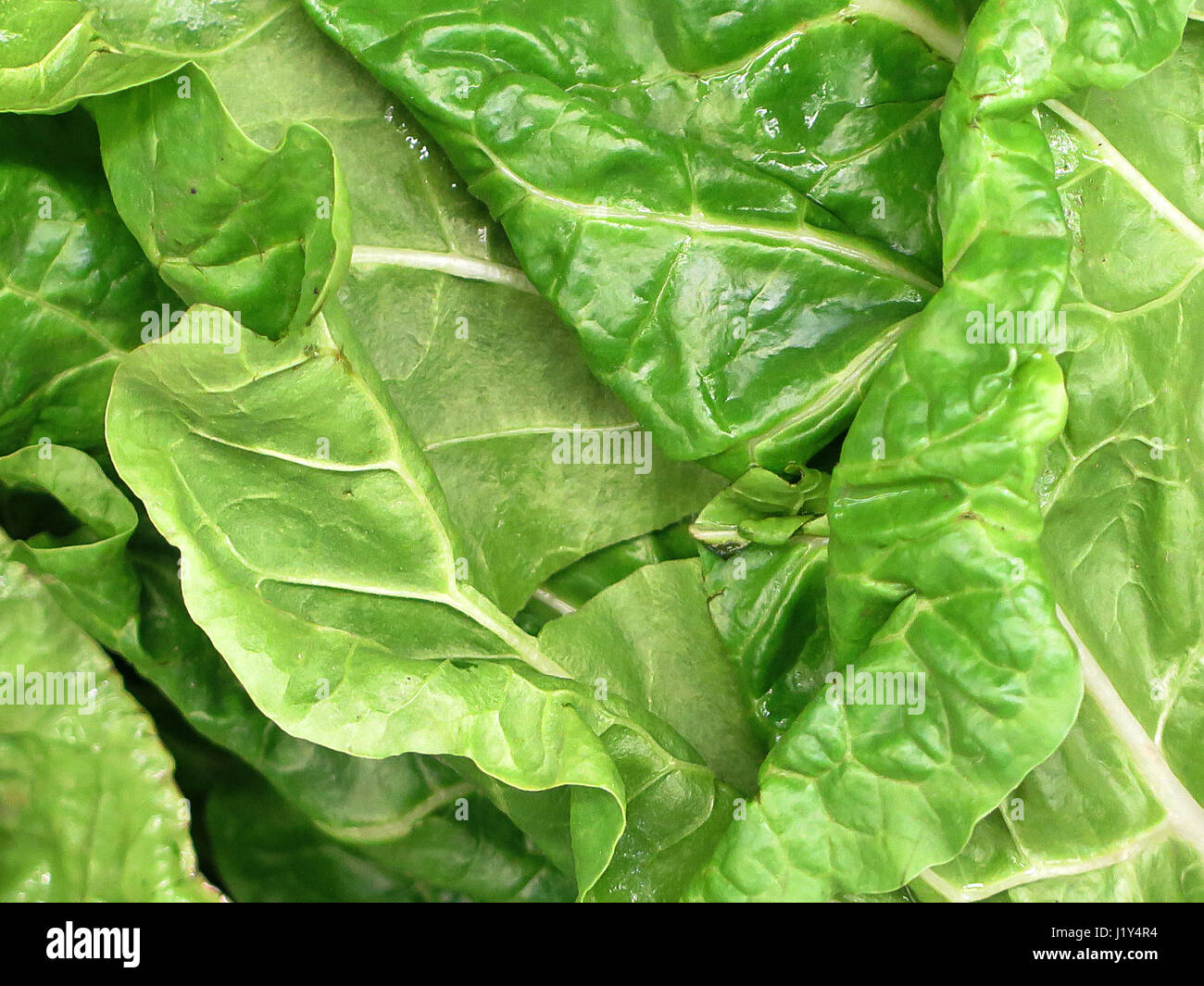 Spinach bunch hi-res stock photography and images - Alamy