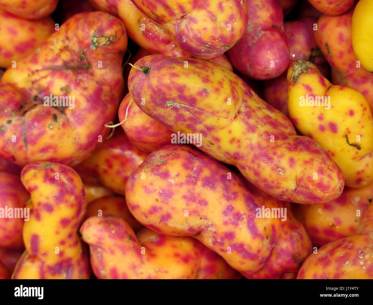 Olluco (Ruba, Melloco) Propiedades, Beneficios, Origen,, 53% OFF