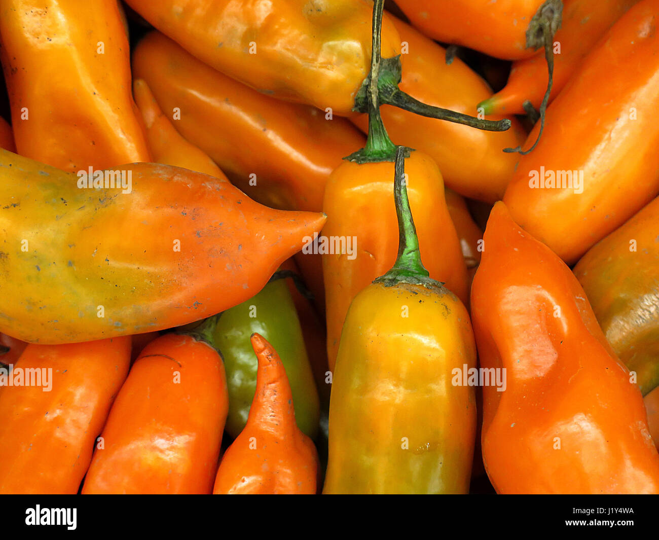 Peruvian yellow chili pepper for sale at the Farmers Market Stock Photo ...