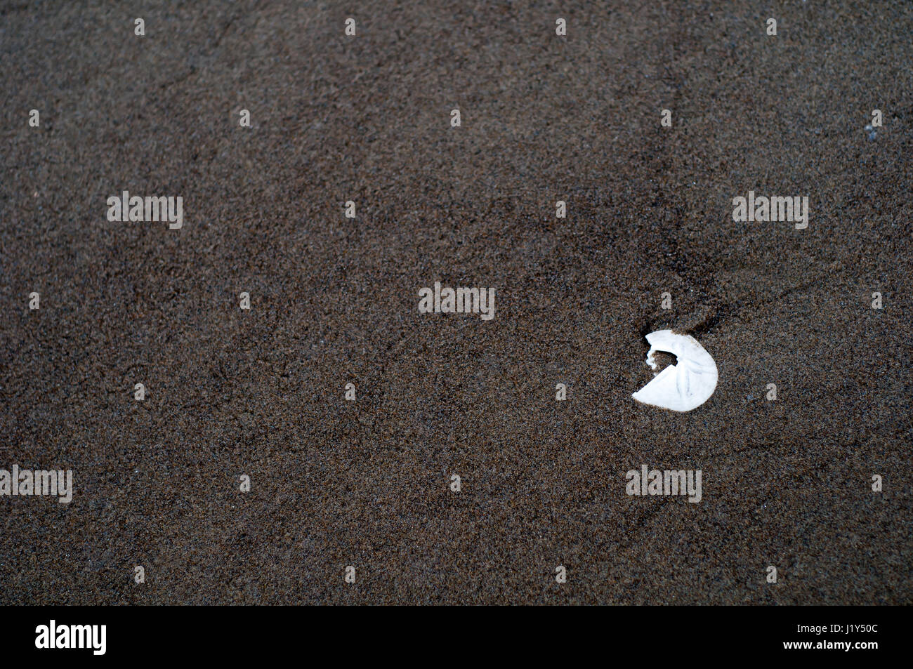 Broken sand dollar (pansy shell, snapper biscuit, sea cookie) on beach ...