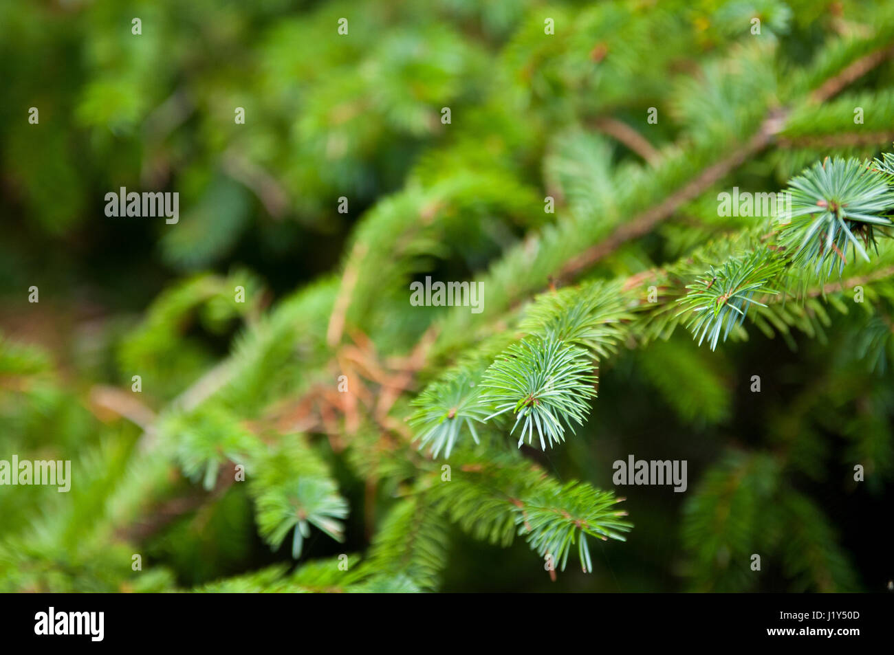Pine tree, close-up Stock Photo - Alamy