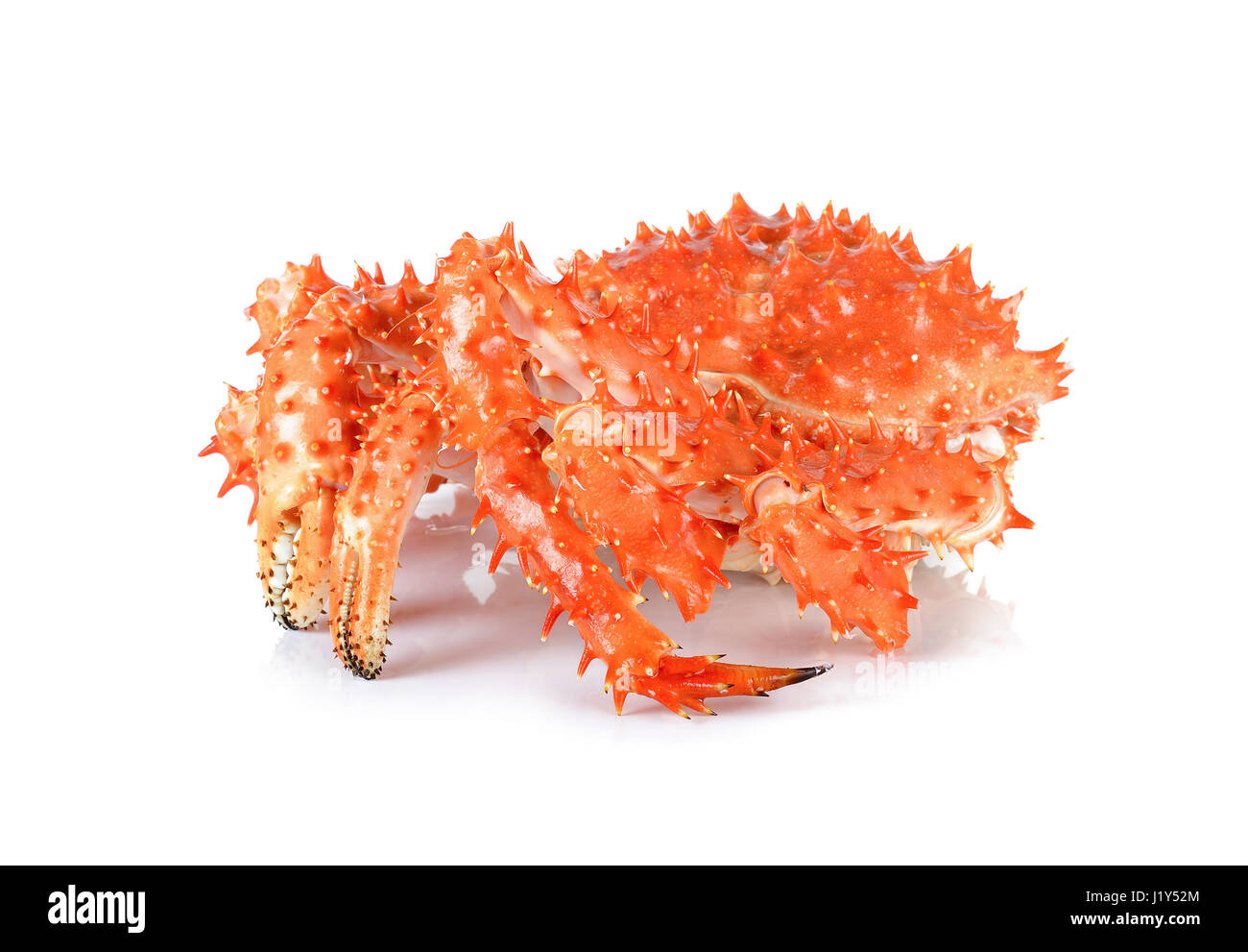 Alaskan king crab in isolated white background Stock Photo - Alamy