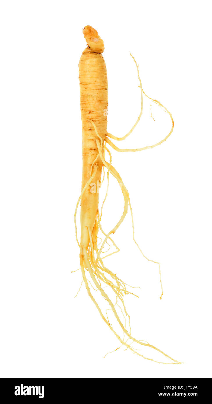 Ginseng isolated on the white background Stock Photo - Alamy