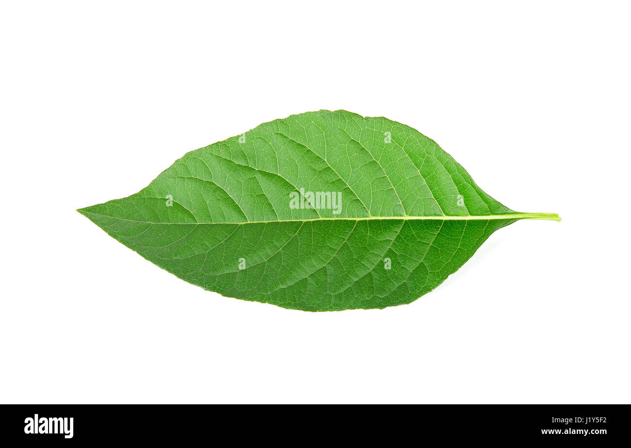 Adhatoda vasica or medicinal Basak leaf isolated on white Stock Photo ...