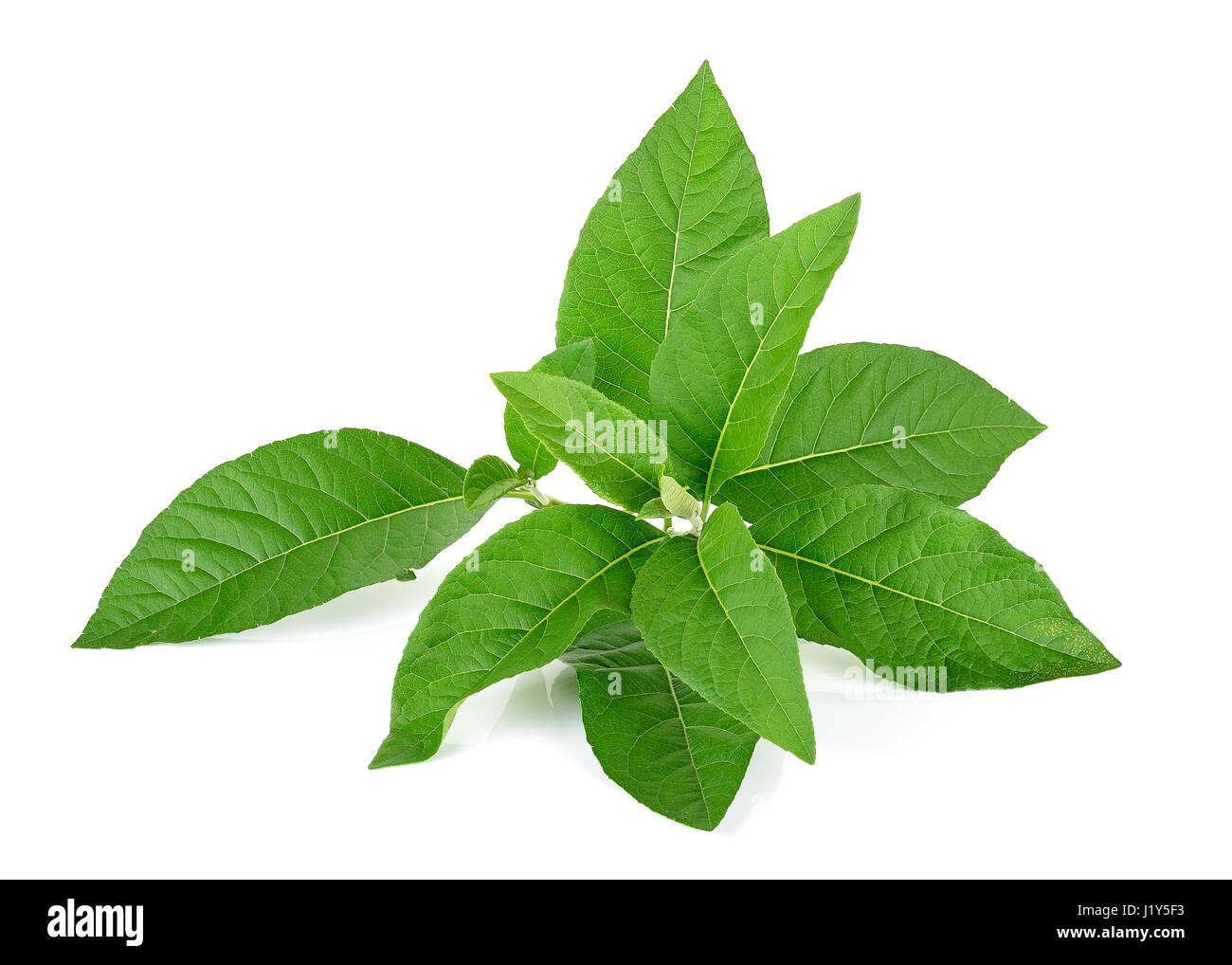 Adhatoda vasica or medicinal Basak leaf isolated on white Stock Photo ...