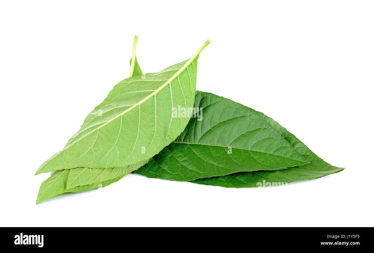 Adhatoda vasica or medicinal Basak leaf isolated on white Stock Photo ...
