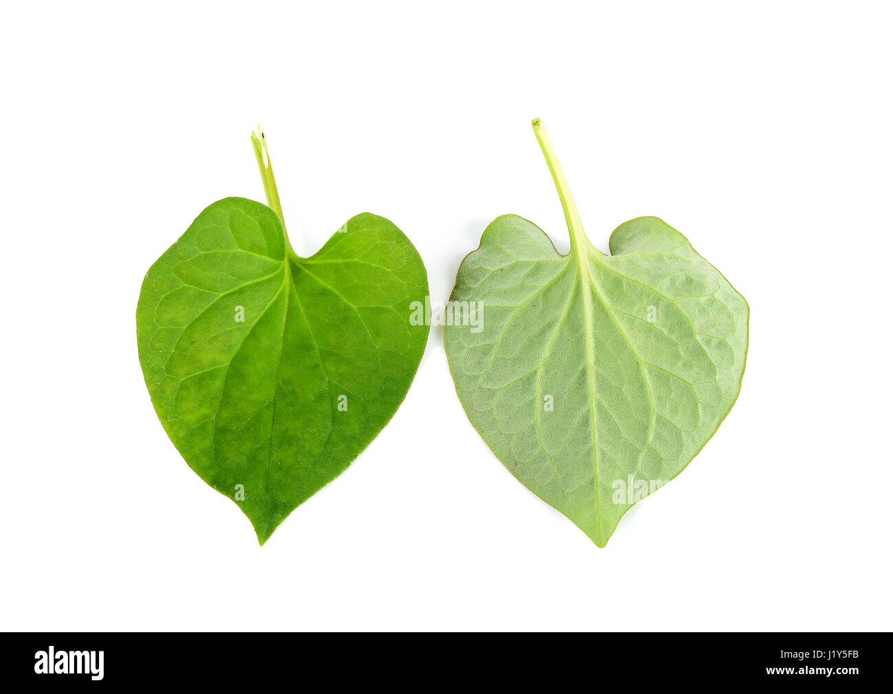 Herbal fish mint leaves isolated on white background Stock Photo - Alamy