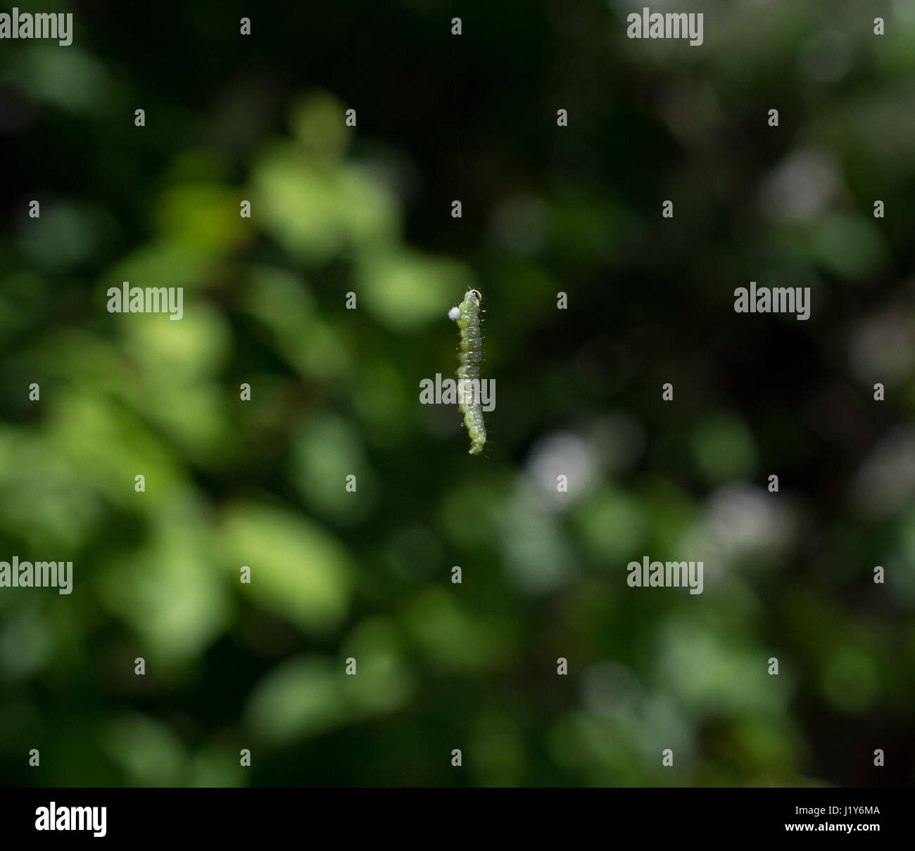 Caterpillar Hanging By Thread High Resolution Stock Photography and ...