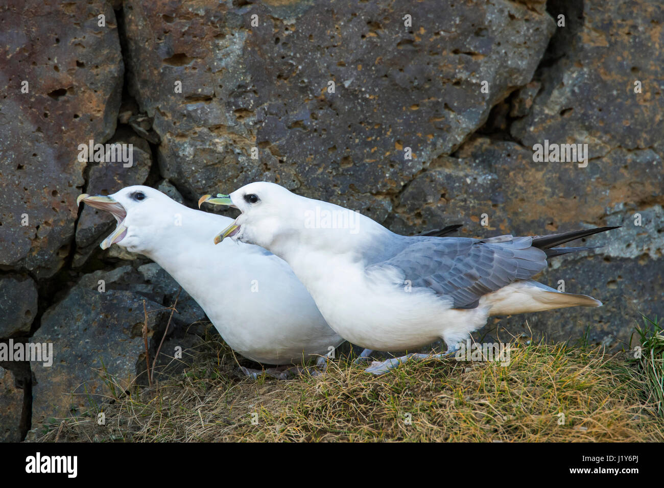 Northern fulmar / Arctic fulmars (Fulmarus glacialis) pair displaying ...