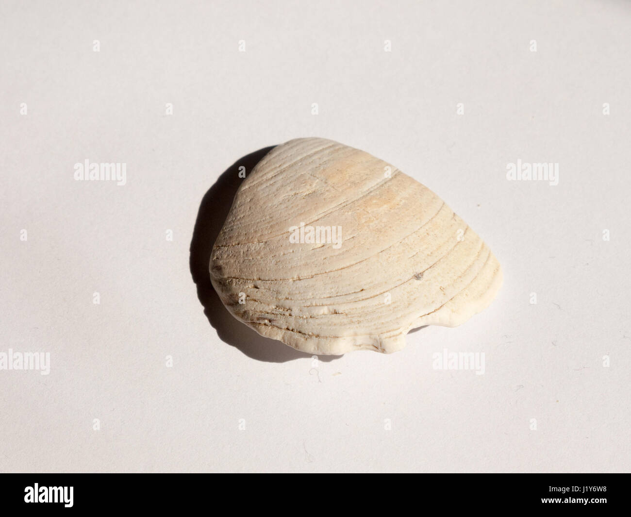 a small smooth and rough little sea shell on a white background taken ...