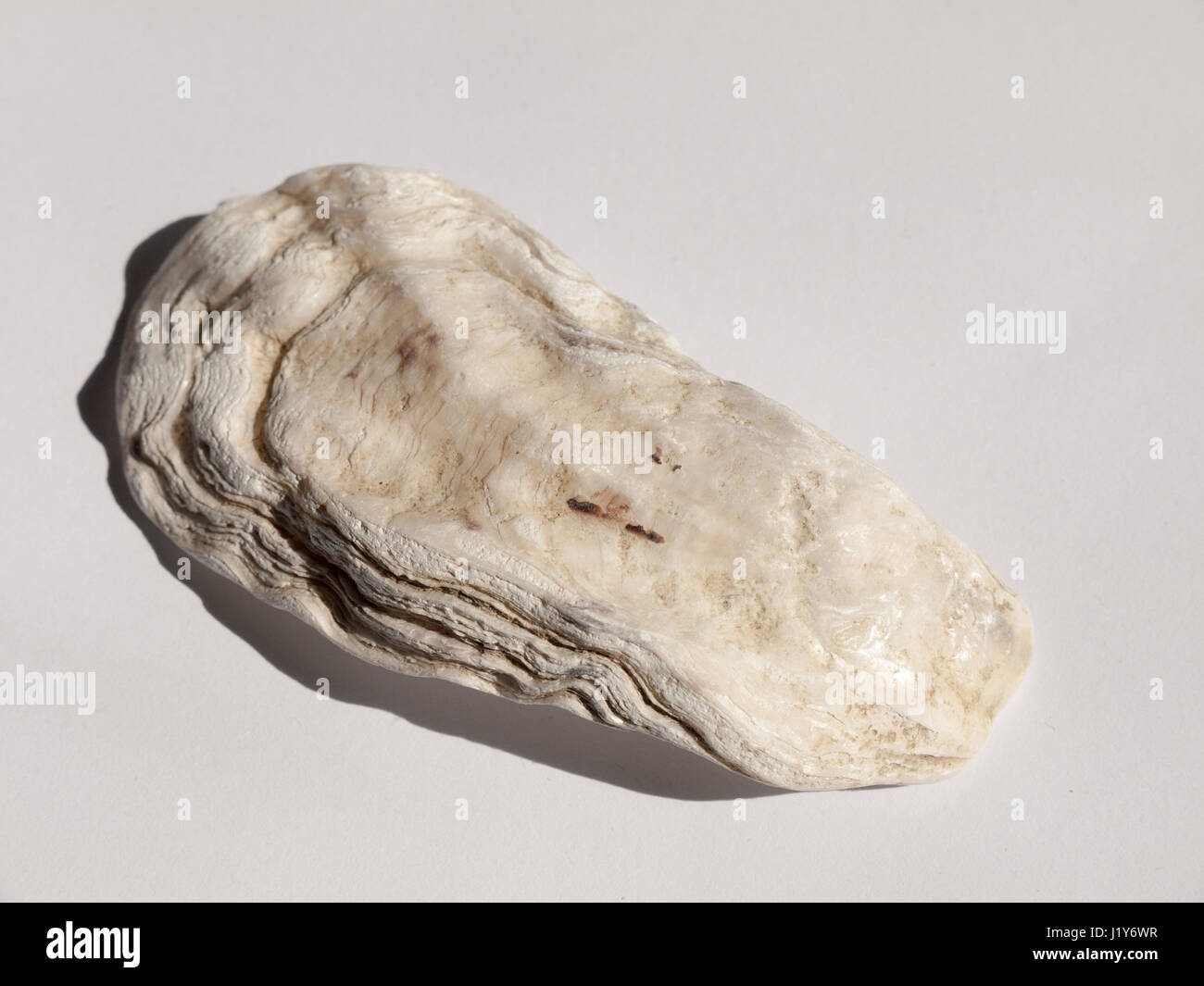 a white and brown rough textured oyster shell taken from a beach marine ...