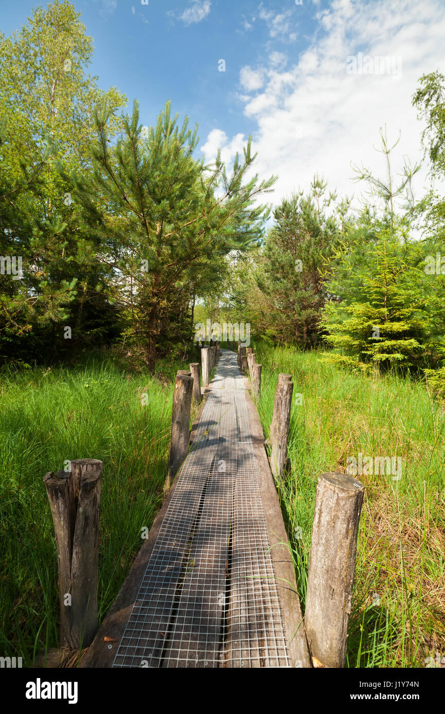 wooden road in green sunny forest Stock Photo - Alamy