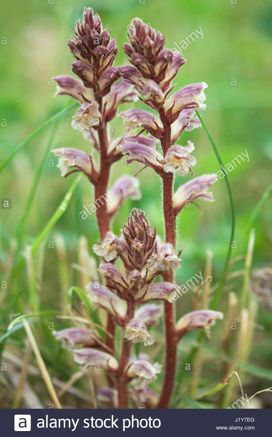 OROBANCHE MINOR Stock Photo, Royalty Free Image: 138896200 - Alamy