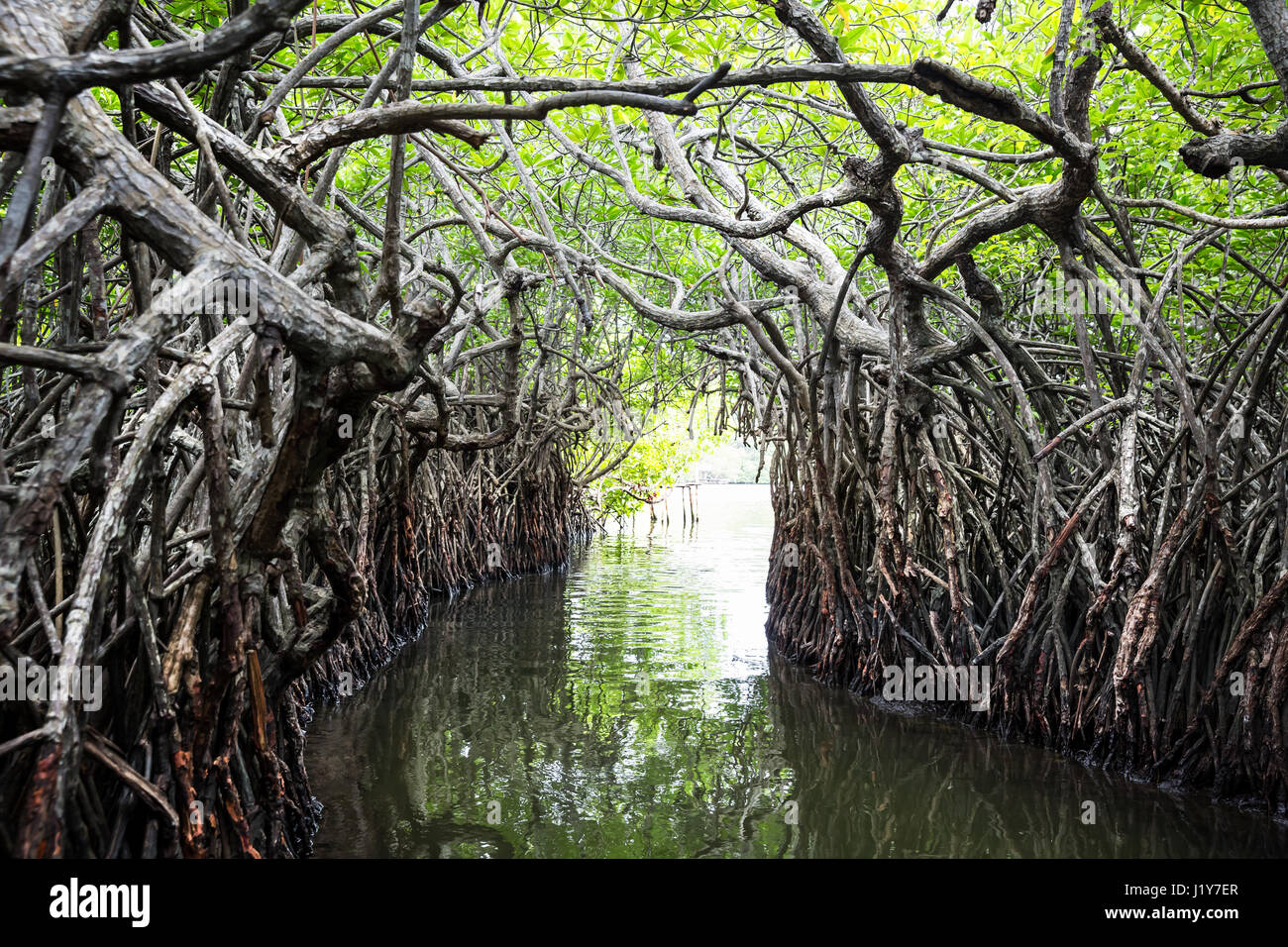 Tree mangrove ancient hi-res stock photography and images - Alamy