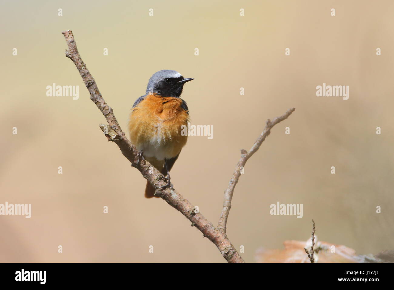 Adult male Common Redstart Stock Photo - Alamy