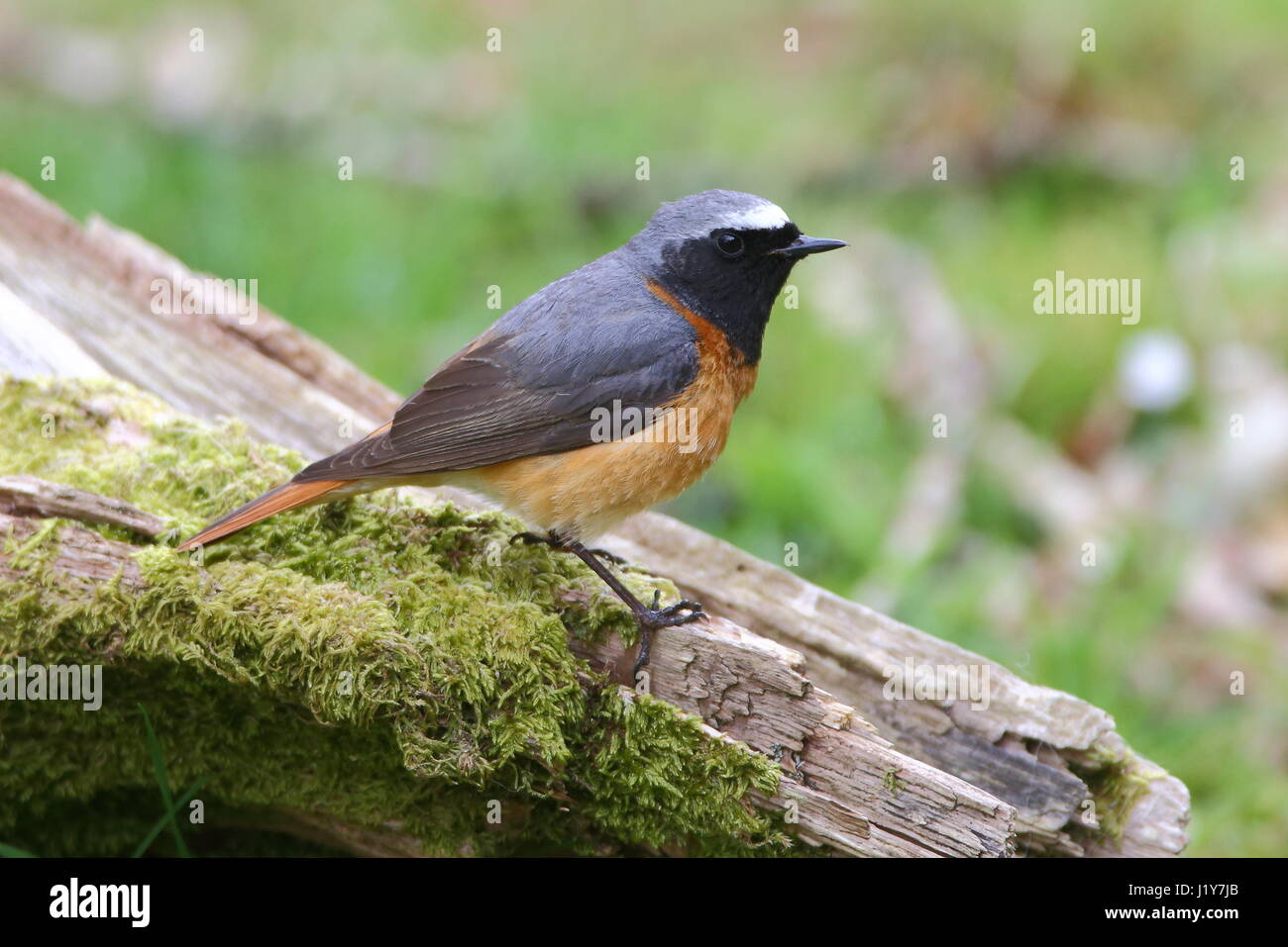 Male common redstart hi-res stock photography and images - Alamy